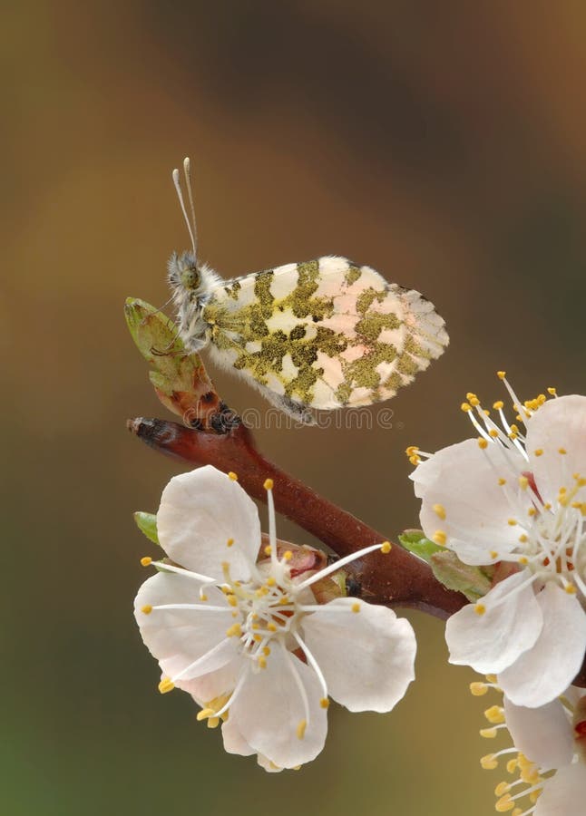 Anthocharis Cardamines, the Orange Tip, is a Butterfly in the Family ...