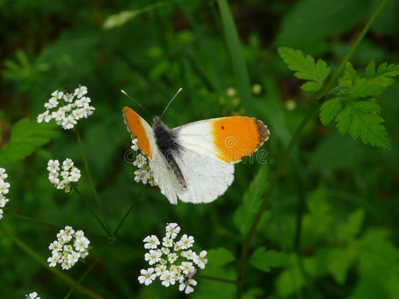 Anthocharis cardamines stock image. Image of forest, lepidoptera - 55911807