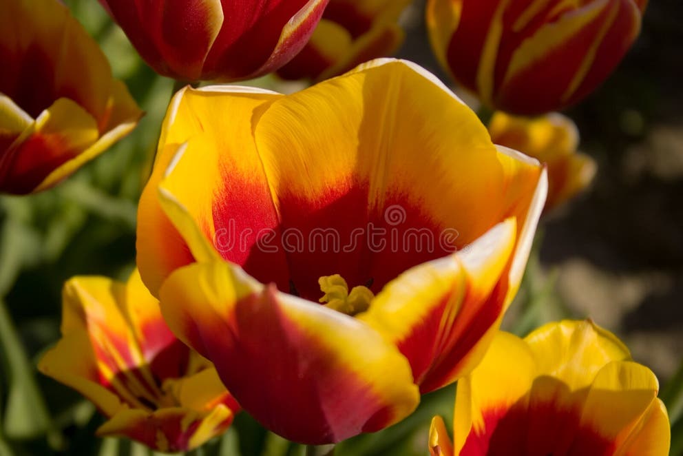 Anthony Flame stock photo. Image of skagit, fresh, flora - 739746