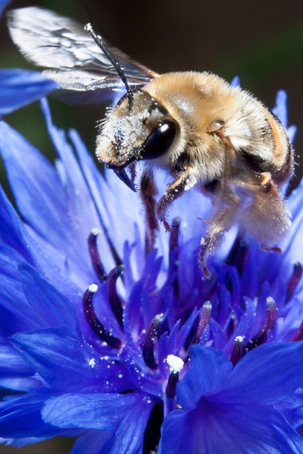 Anthophila foto de archivo. Imagen de afuera, sabido - 40686860