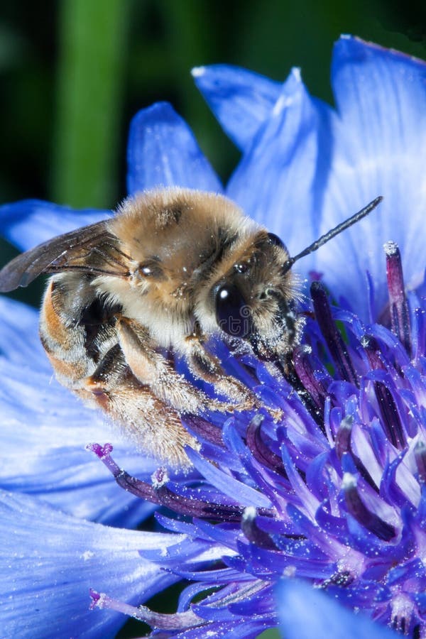 Anthophila stock image. Image of copy, space, nature - 40686783