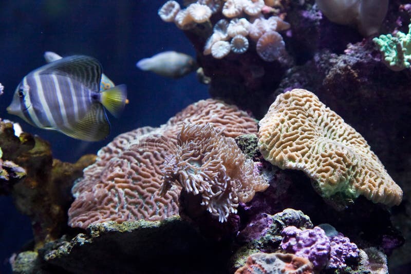 Anthozoa foto de stock. Imagem de tropical, bonito, macio - 13125224