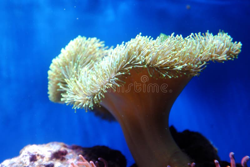Anthozoa stock photo. Image of coral, anthia, sponge - 13125224