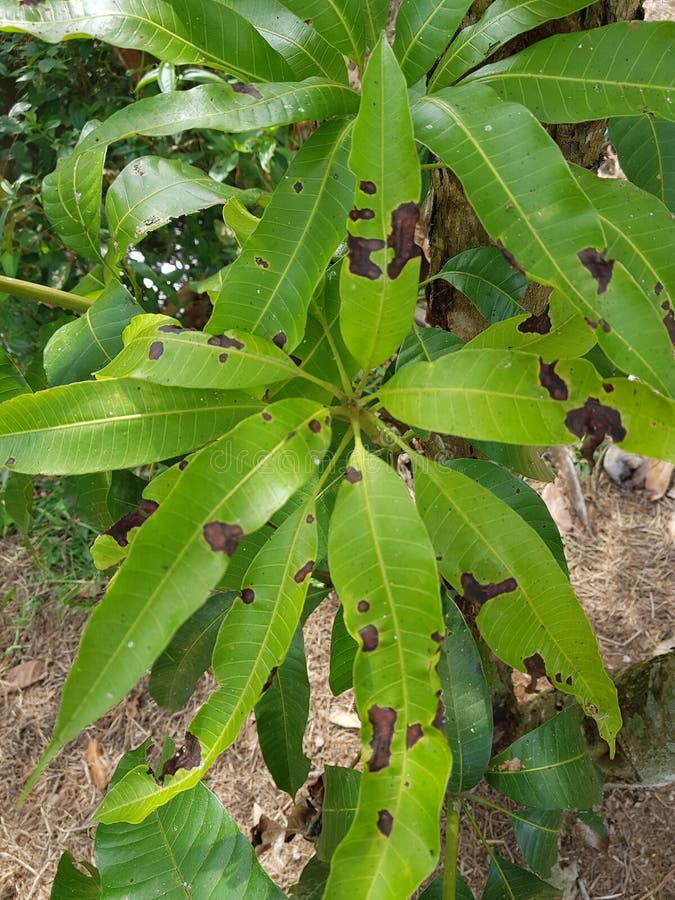 Anthracnose Disease on Mango Leave Stock Photo - Image of disease ... Anthracnose Disease on Mango Leave Stock Photo - Image of disease ...