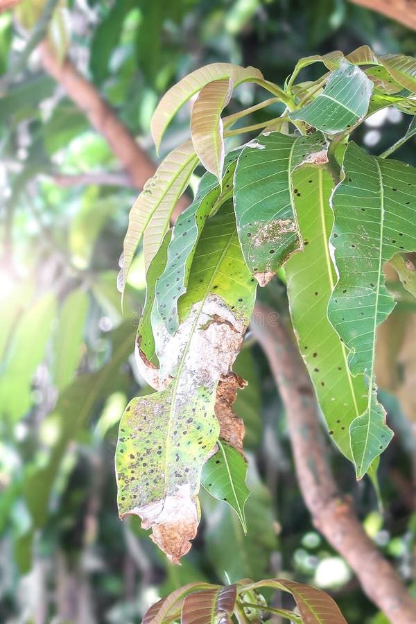 Black Spot on the Mango Leaves Stock Image - Image of spots, close ...