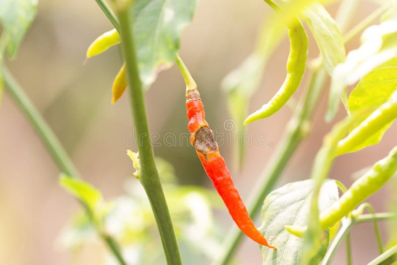 Anthracnose Diseases in Red Chilli on Plant Stock Image - Image of ...