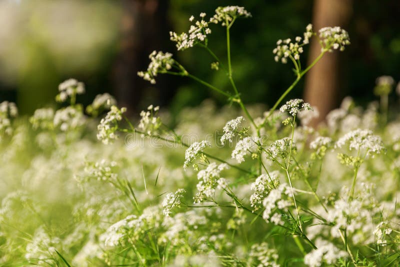 Anthriscus Sylvestris Along a Forest Path Stock Image - Image of forest ...