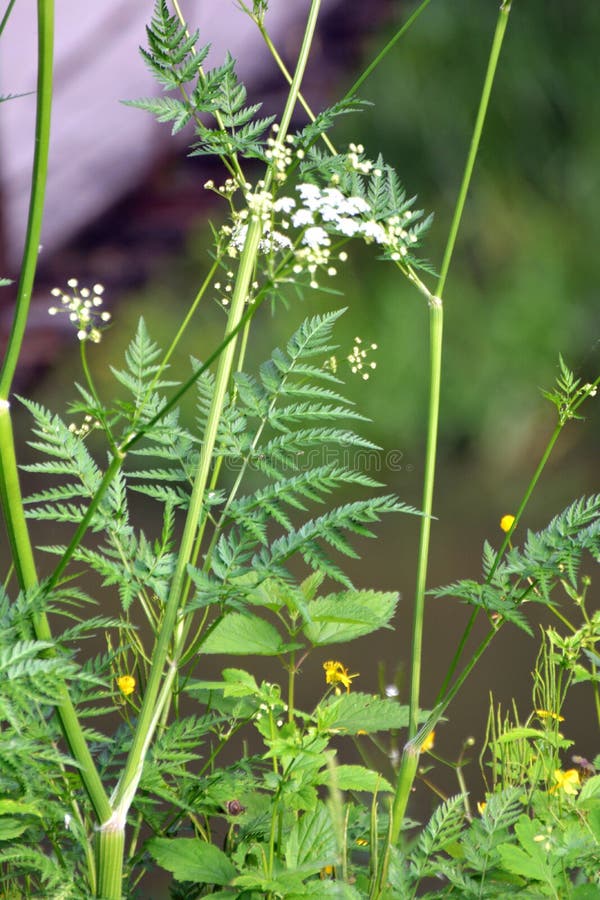 Anthriscus Sylvestris Grows in the Wild Stock Image - Image of ...