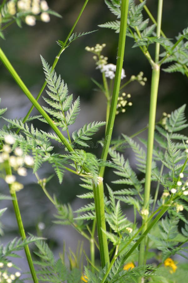 Anthriscus Sylvestris Grows in the Wild Stock Image - Image of green ...