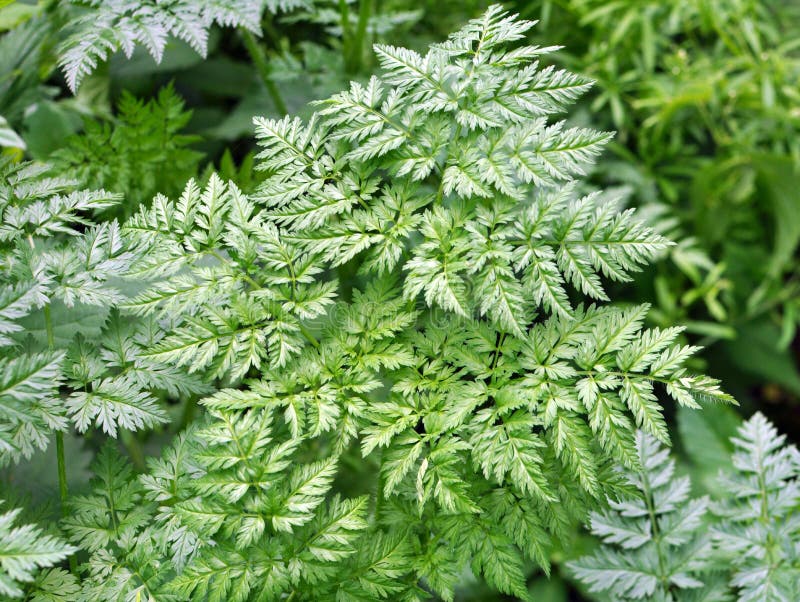 Anthriscus Sylvestris Grows in the Wild Stock Image - Image of ...