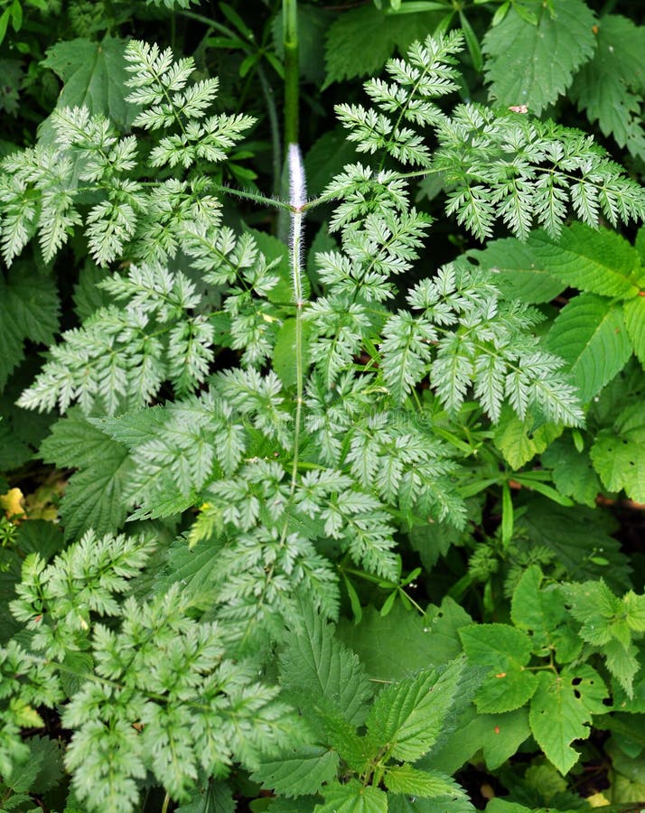Anthriscus Sylvestris Grows in the Wild Stock Photo - Image of ...