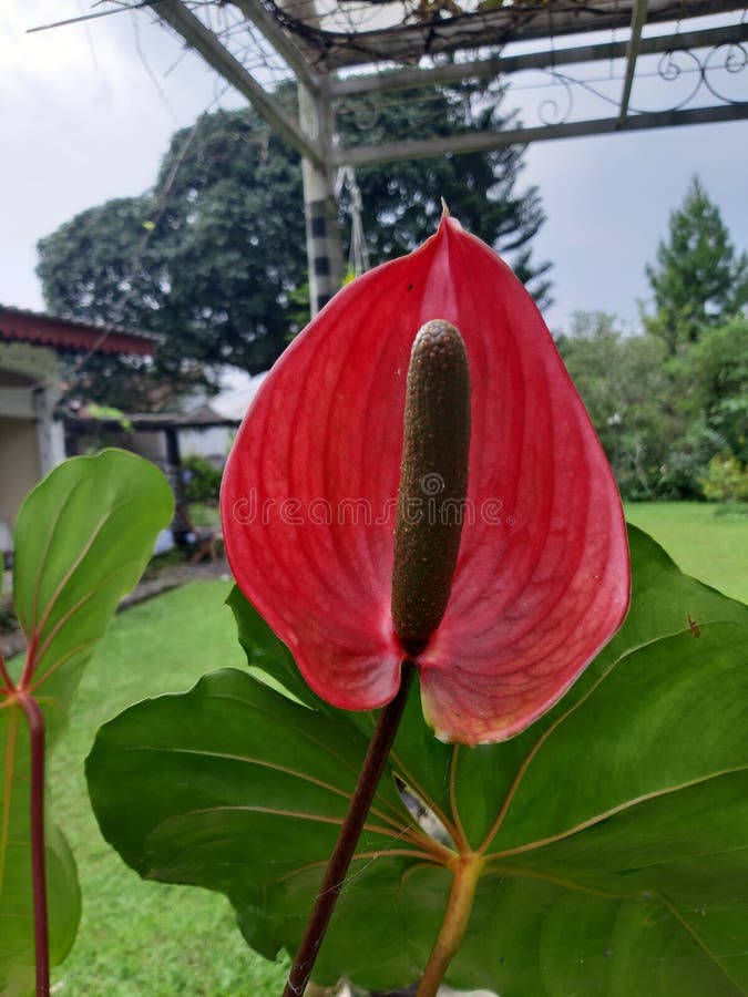 Anthurium Andraeanum Flower in Cipanas, West Java Stock Photo - Image ...
