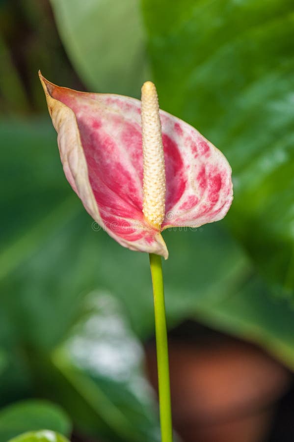 Anthurium (Anthurium Andraeanum) Stock Photo - Image of andraeanum ...