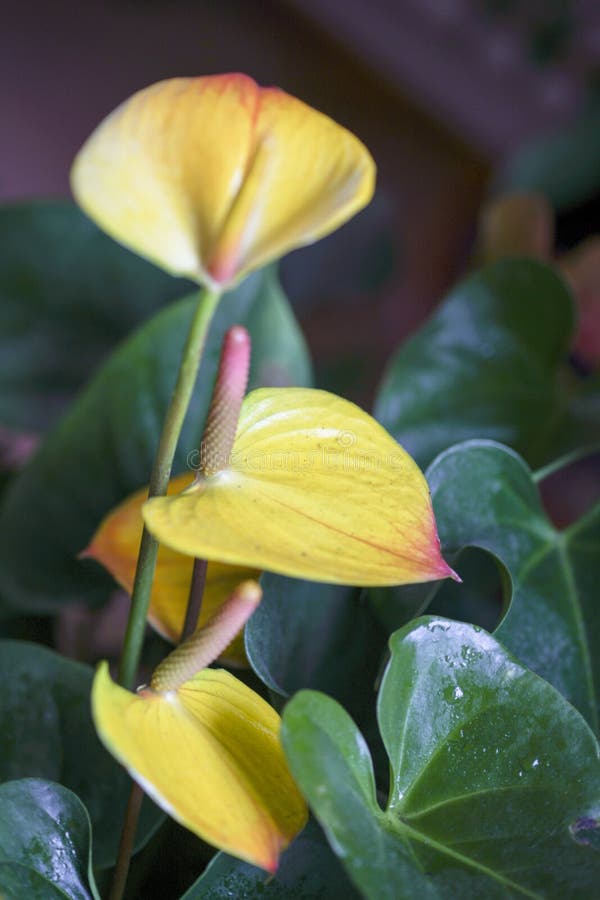 Colorful Anthurium Red and Yellow Stock Photo - Image of love, couple ...