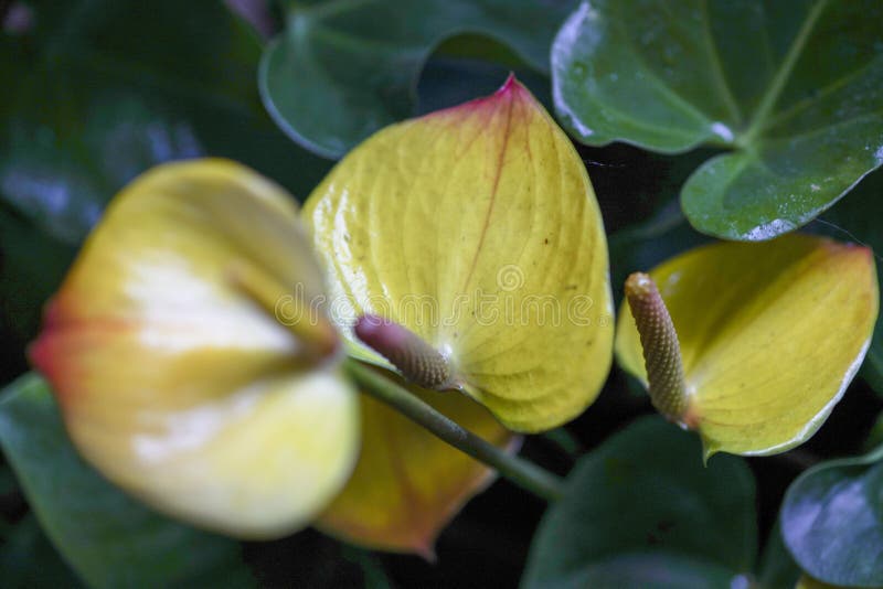 Anthurium in Yellow Species of Flowering Plants Many Names As ...