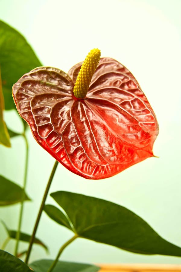 Anthurium andreanum stock image. Image of plant, bright - 19521023
