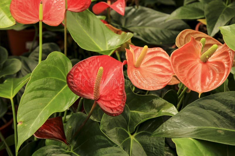 Anthurium Andreanum Plants in the Garden Stock Photo - Image of ...