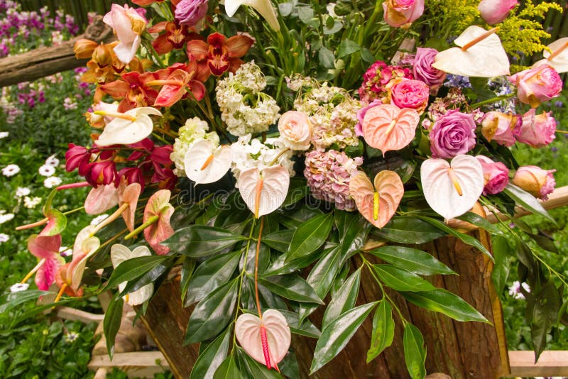 Anthurium bouquet stock image. Image of fresh, flowers - 4769915