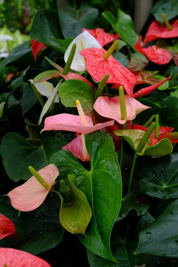 Anthurium stock image. Image of leaf, spathe, inflorescence - 100541359