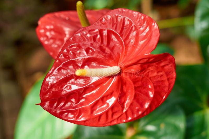 Anthurium Flor Tropical Roja Y Hermosa Foto de archivo - Imagen de ...