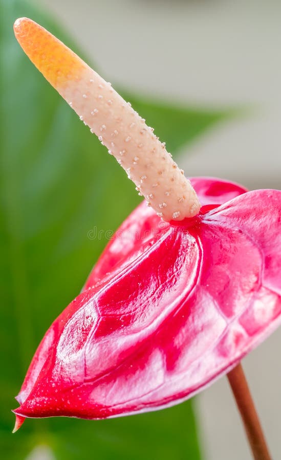 Anthurium flower stock image. Image of natural, stem - 60181533