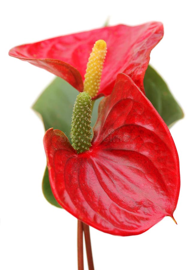 146 Two Anthurium Photos - Free & Royalty-Free Stock Photos from Dreamstime
