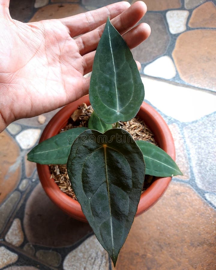 Anthurium Forgetti Dark Form Stock Photo - Image of plant, branch ...