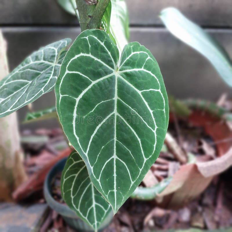 Anthurium Green Large Leaf Growing in a Broken Pot Stock Image - Image ...