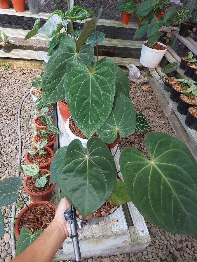 Anthurium hybrid stock image. Image of flower, hybrid - 266534589