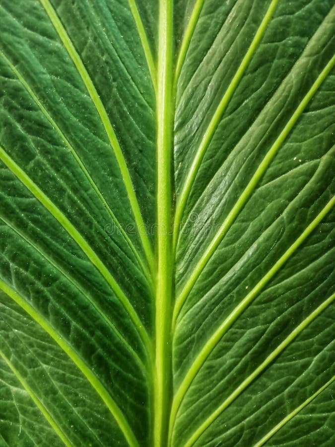 Anthurium Jemani Cobra Leaf Texture Stock Image - Image of jemani ...