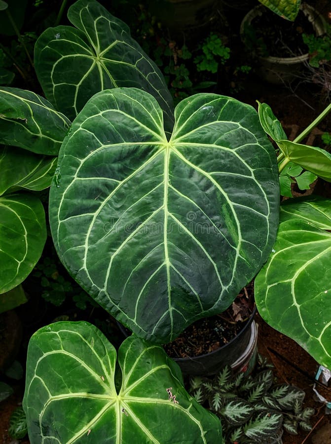 Anthurium Magnificum Beautiful Tropical Plants Stock Photo - Image of ...