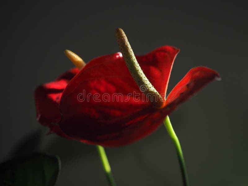 Anthurium in Natural Light, Indoors Stock Photo - Image of hobbies ...