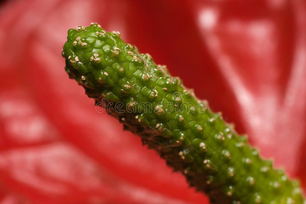 Anthurium Pastille stock photo. Image of plant, flower - 7515858