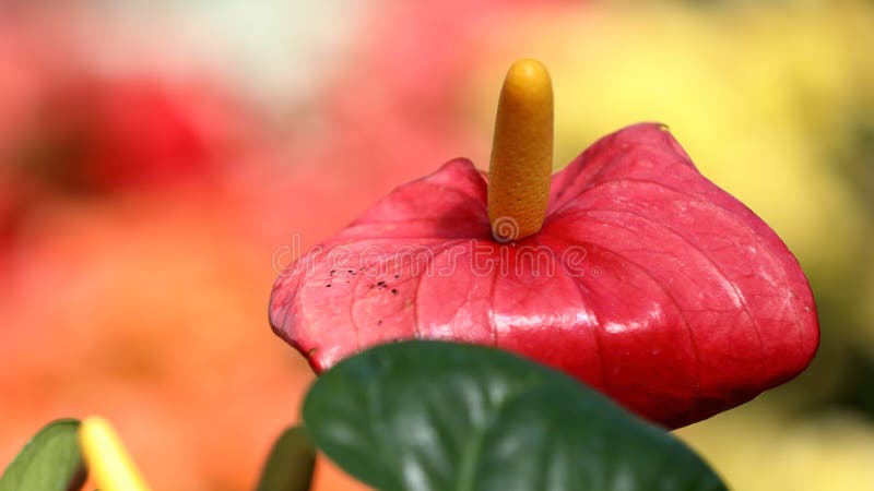 Pianta Colorata Stock Photos - Free & Royalty-Free Stock Photos from ...