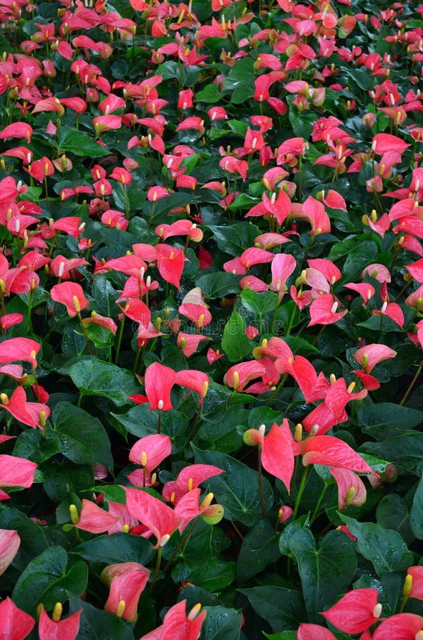 Anthurium pink stock image. Image of plant, colorful - 25991085