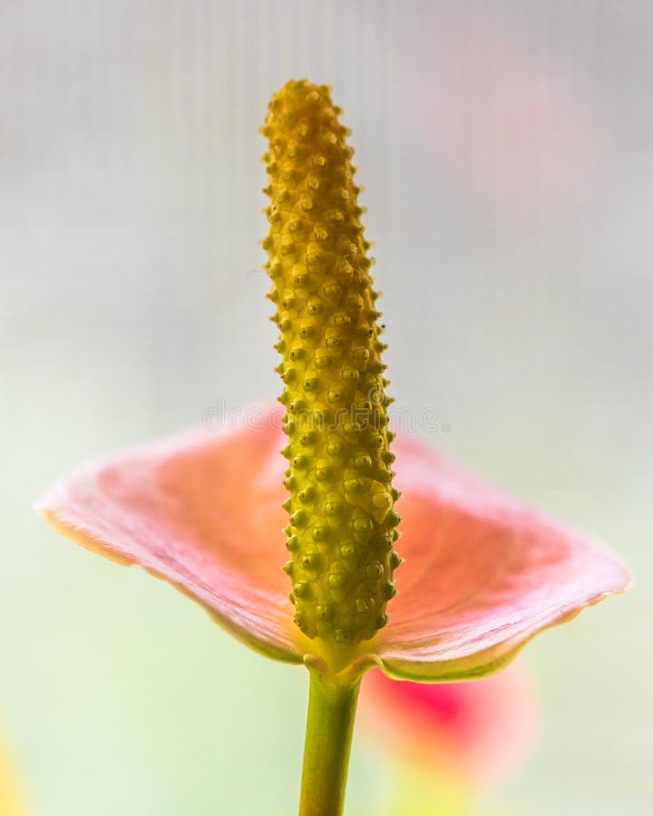 Anthurium Pink Peace Lily Flower Stock Photo - Image of textures ...