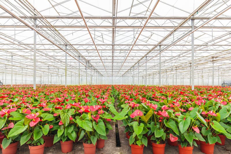 Anthurium Plants in a Greenhouse Stock Photo - Image of cultivation ...