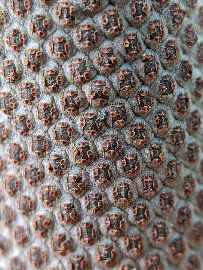 Anthurium Plants Texture, Close Up Nature Photography Stock Photo ...