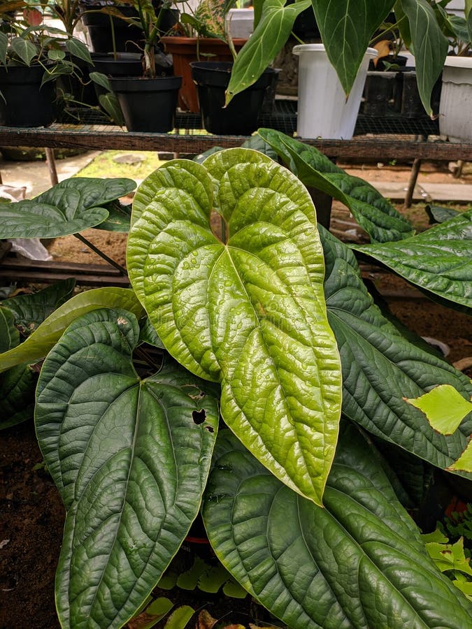 Anthurium Radicans Hybrid Tropical Plant Stock Photo - Image of people ...