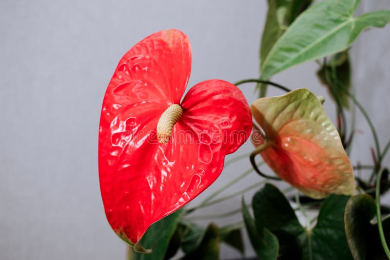 Anthurium is a Red Heart Shaped Flower Stock Photo - Image of growth ...