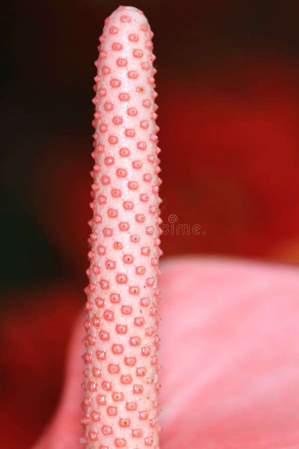 The Anthurium is a Red Heart Shaped Flower at Nature Stock Image ...