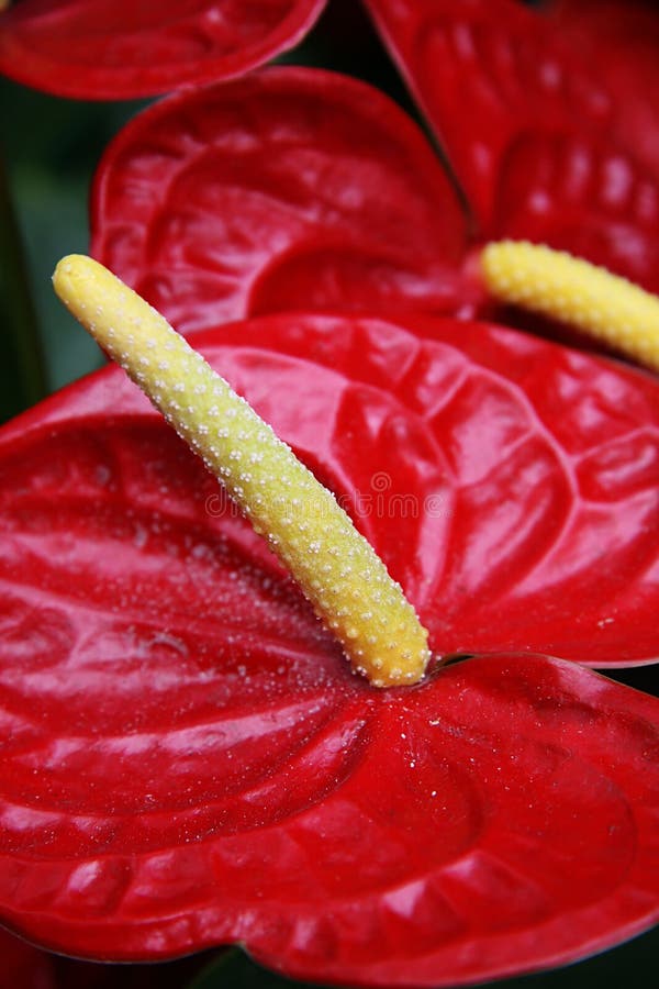 Red and Yellow Anthurium Flower Stock Image - Image of bright ...