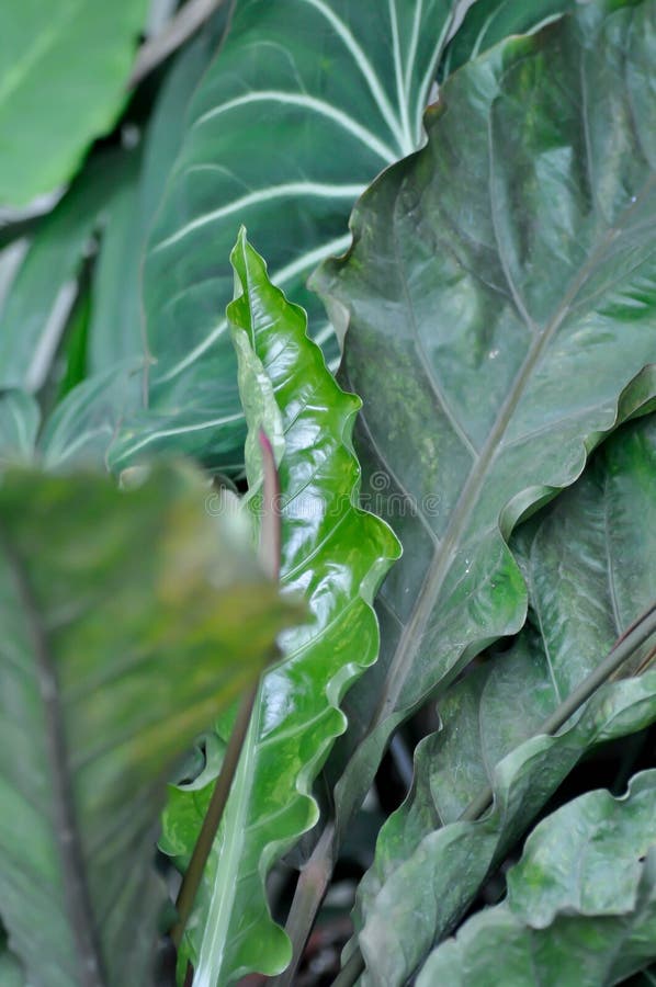 Anthurium Renaissance or Anthurium Renaissance Leaf ,leaves Stock Image ...