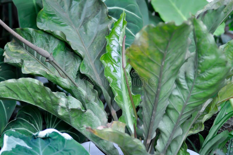 Anthurium Renaissance or Anthurium Renaissance Leaf ,leaves Stock Image ...