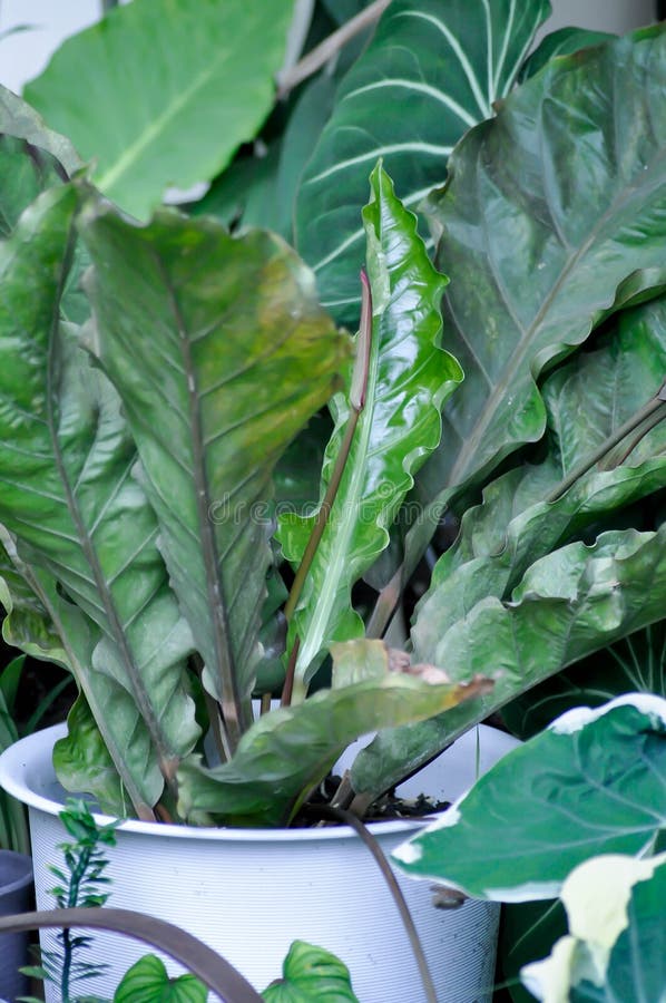 Anthurium Renaissance or Anthurium Renaissance Leaf ,leaves Stock Photo ...