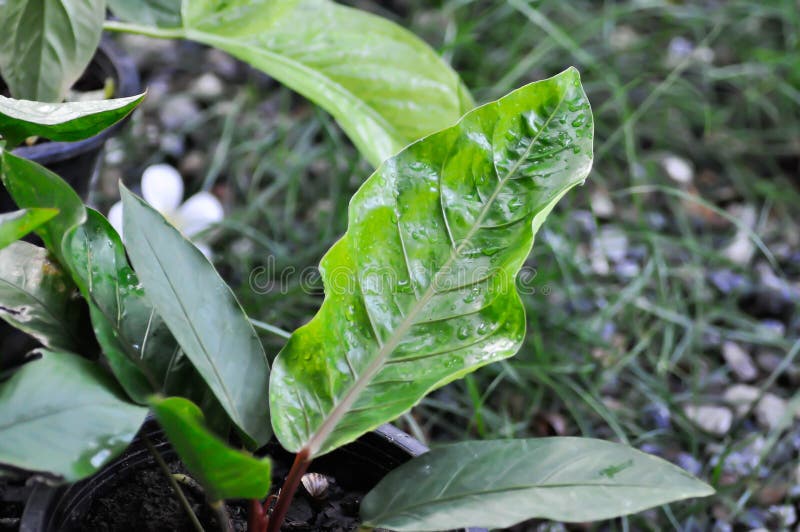 Anthurium Renaissance or Anthurium Renaissance Leaf ,leaves or Small ...