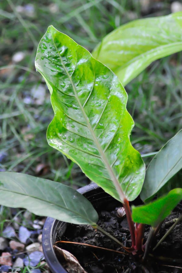 Anthurium Renaissance or Anthurium Renaissance Leaf ,leaves or Small ...