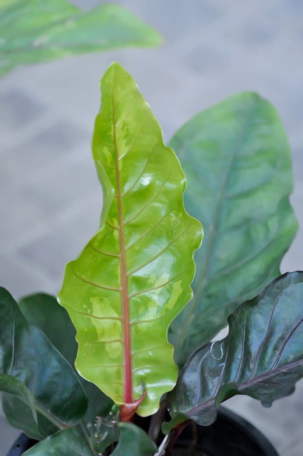 Anthurium Renaissance or Anthurium Renaissance Leaf Stock Photo - Image ...