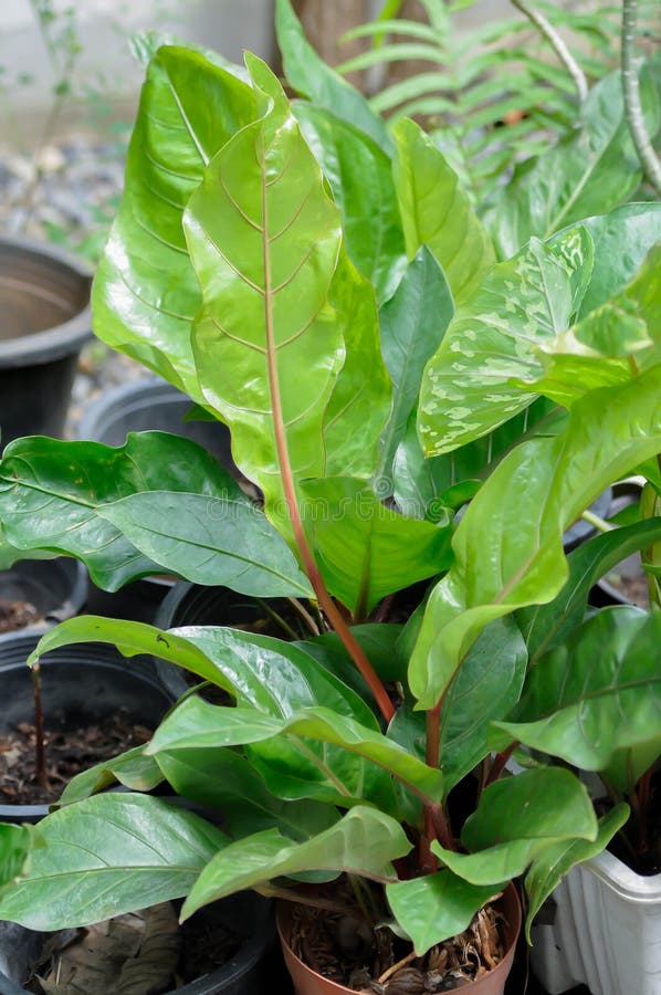 Anthurium Renaissance or Anthurium Renaissance Plant Stock Image ...