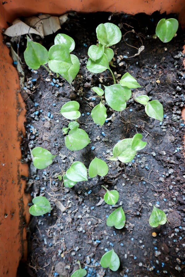 Anthurium Renaissance or Anthurium Renaissance Plant ,small Anthurium ...